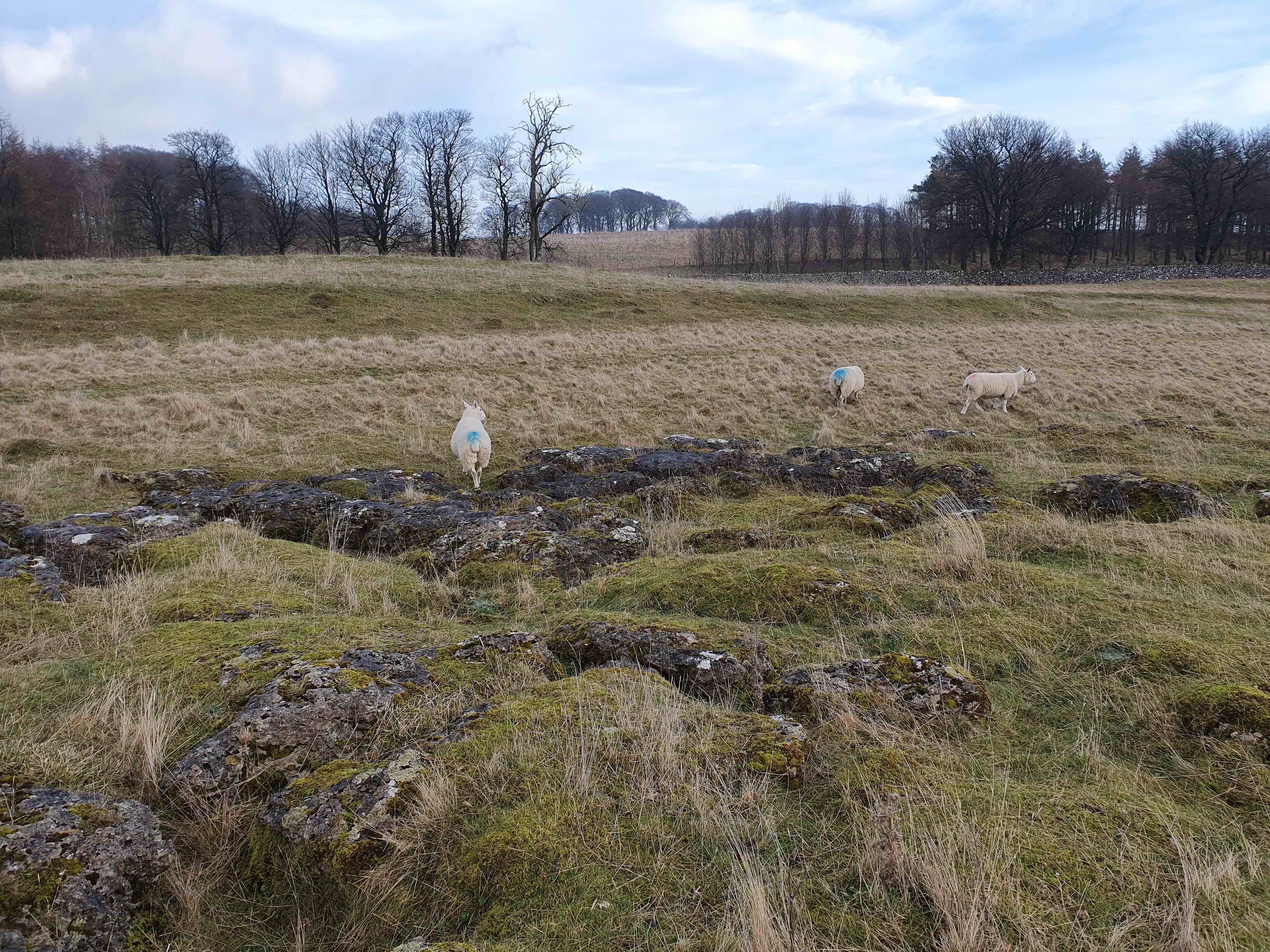 Knipe Scar Middle – 17th May 2025 – Border Liners Orienteering Club
