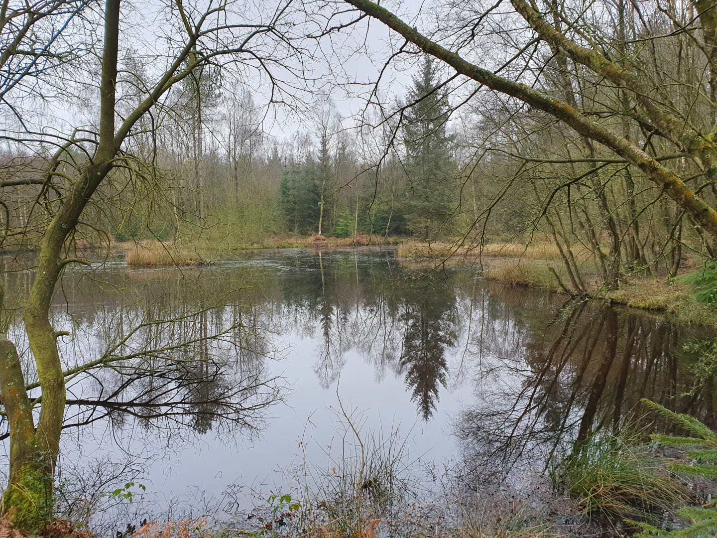 High Stand Saturday Series Event – Border Liners Orienteering Club