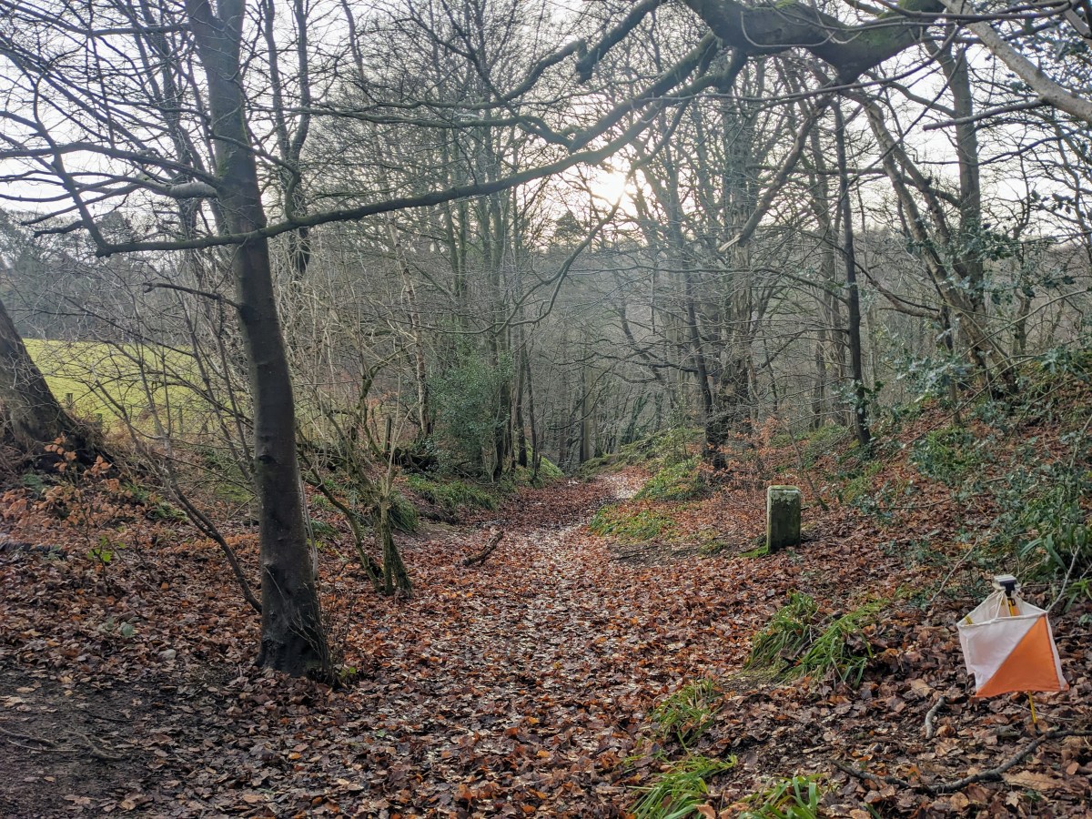 Gelt Woods – Worth the Wait – Border Liners Orienteering Club