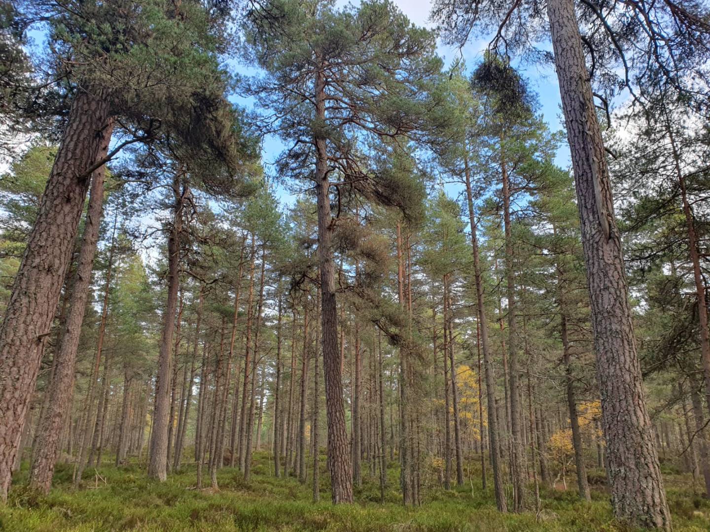 A Tough Weekend – 1st/2nd November – Border Liners Orienteering Club