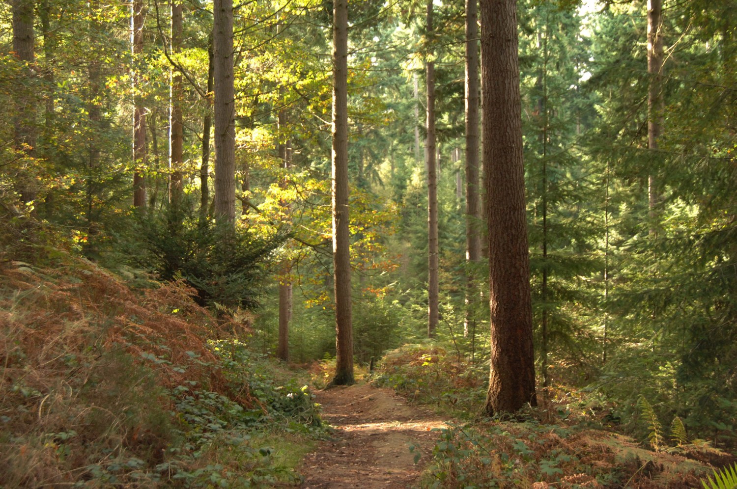 Coombs Wood – Saturday 25th April – Border Liners Orienteering Club